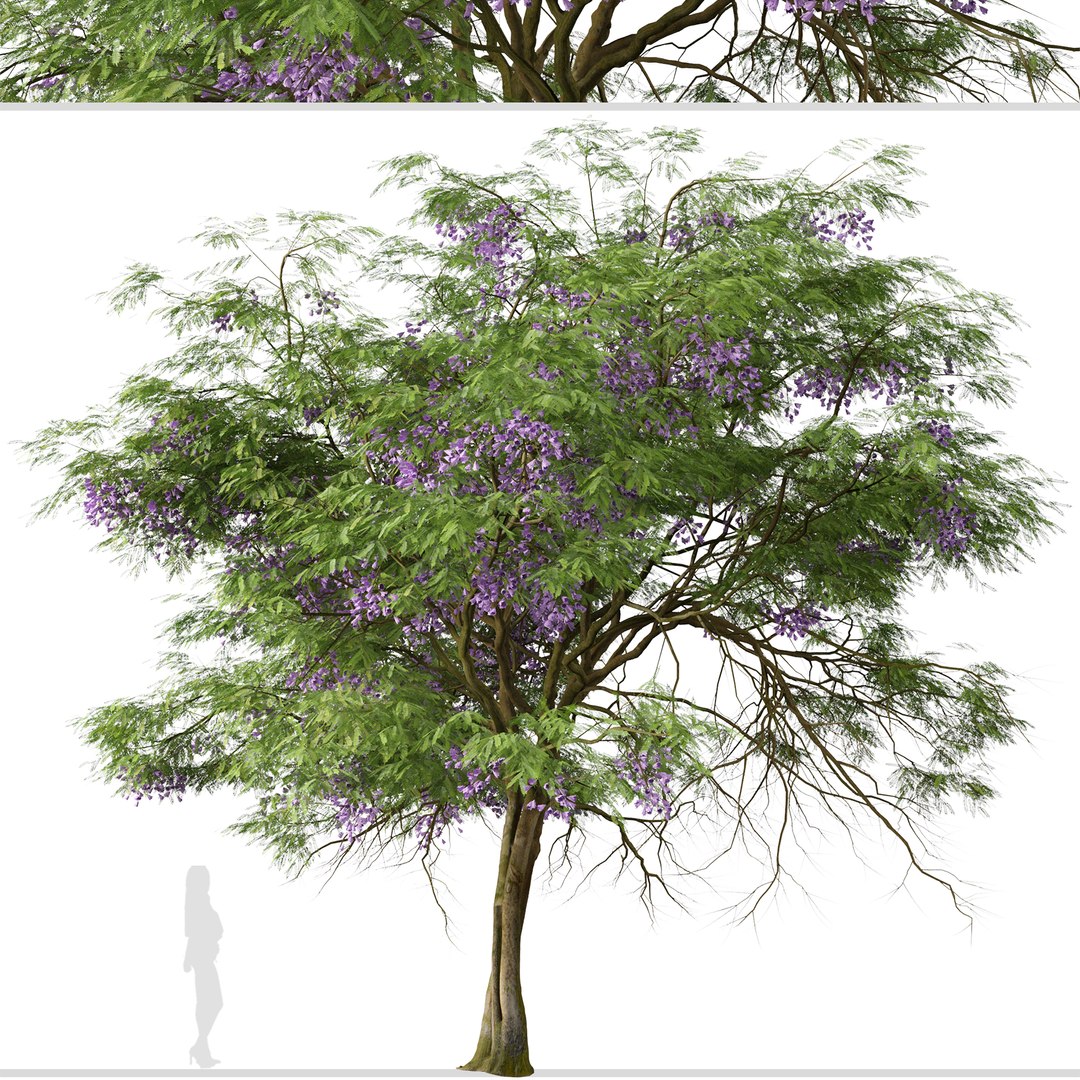 Set Of Jacaranda Mimosifolia Or Blue Jacaranda Tree 3D - TurboSquid 1968366