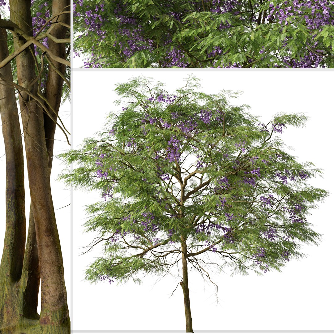 Set Of Jacaranda Mimosifolia Or Blue Jacaranda Tree 3D - TurboSquid 1968366