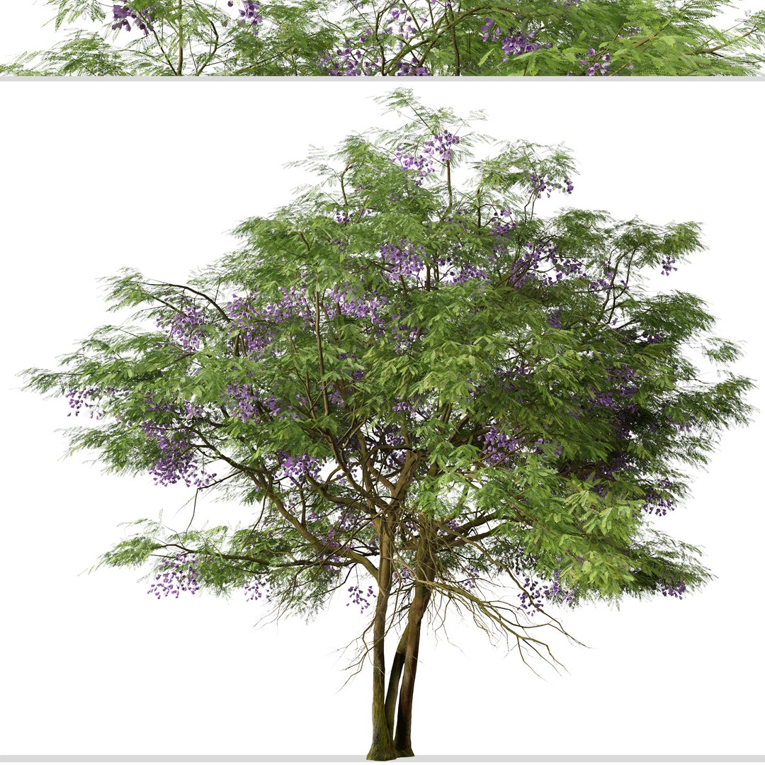 Set Of Jacaranda Mimosifolia Or Blue Jacaranda Tree 3D - TurboSquid 1968366