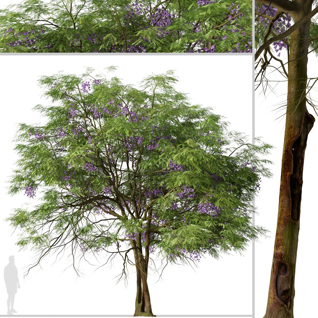 Set Of Jacaranda Mimosifolia Or Blue Jacaranda Tree 3D - TurboSquid 1968366