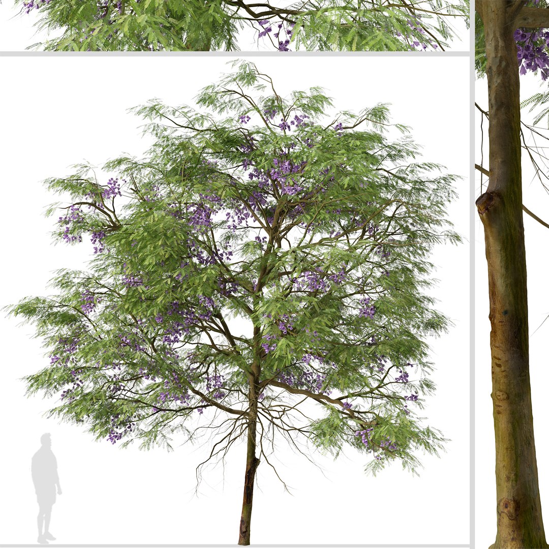 Set Of Jacaranda Mimosifolia Or Blue Jacaranda Tree 3D - TurboSquid 1968366