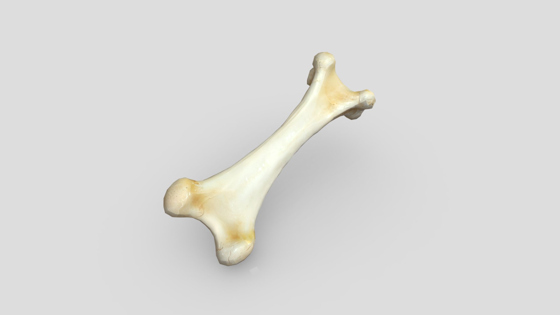 Bone 3D Model - TurboSquid 2252441