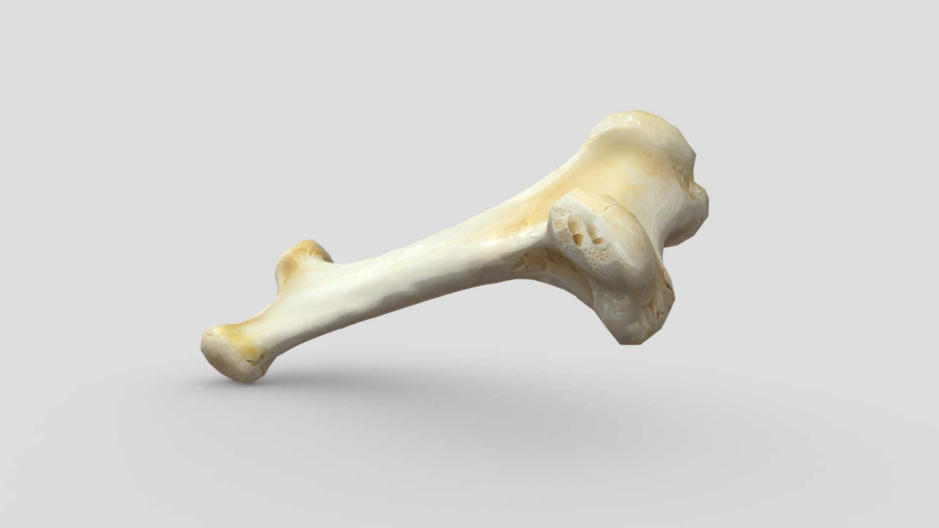 Bone 3D Model - TurboSquid 2252441