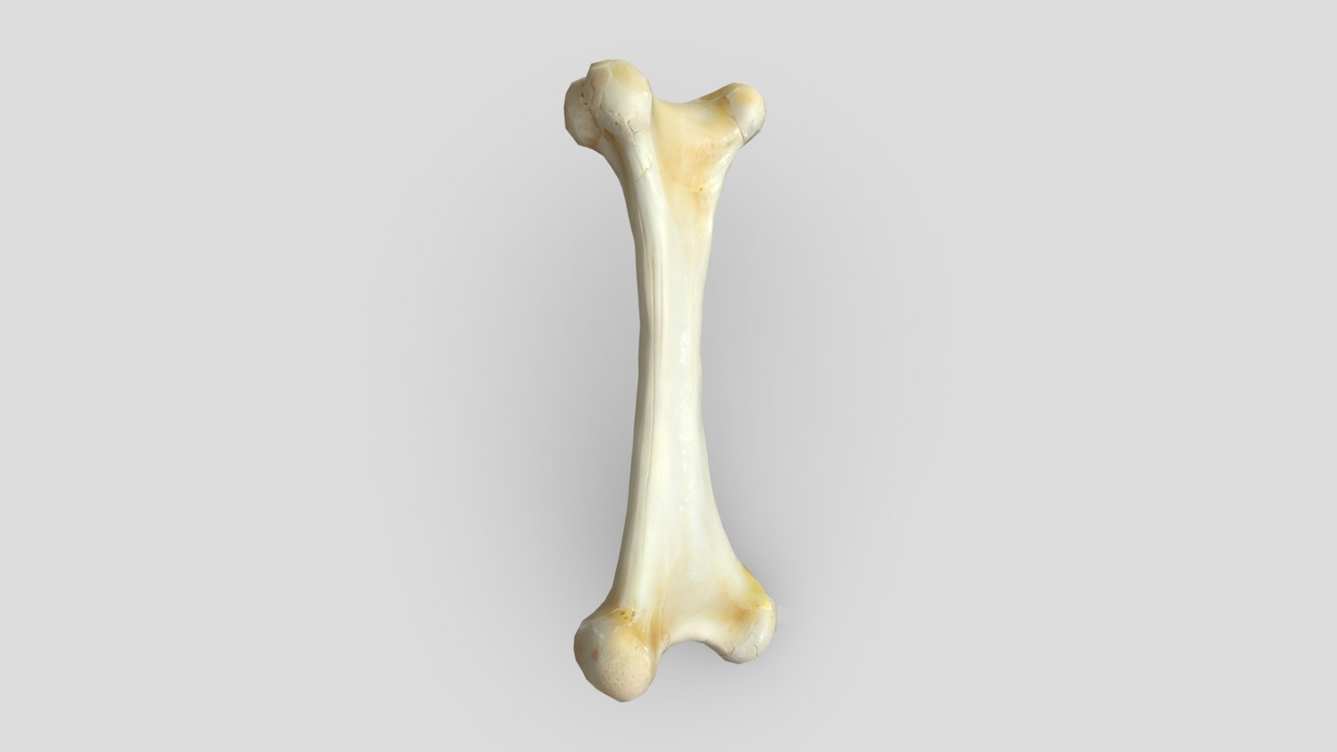 Bone 3D Model - TurboSquid 2252441