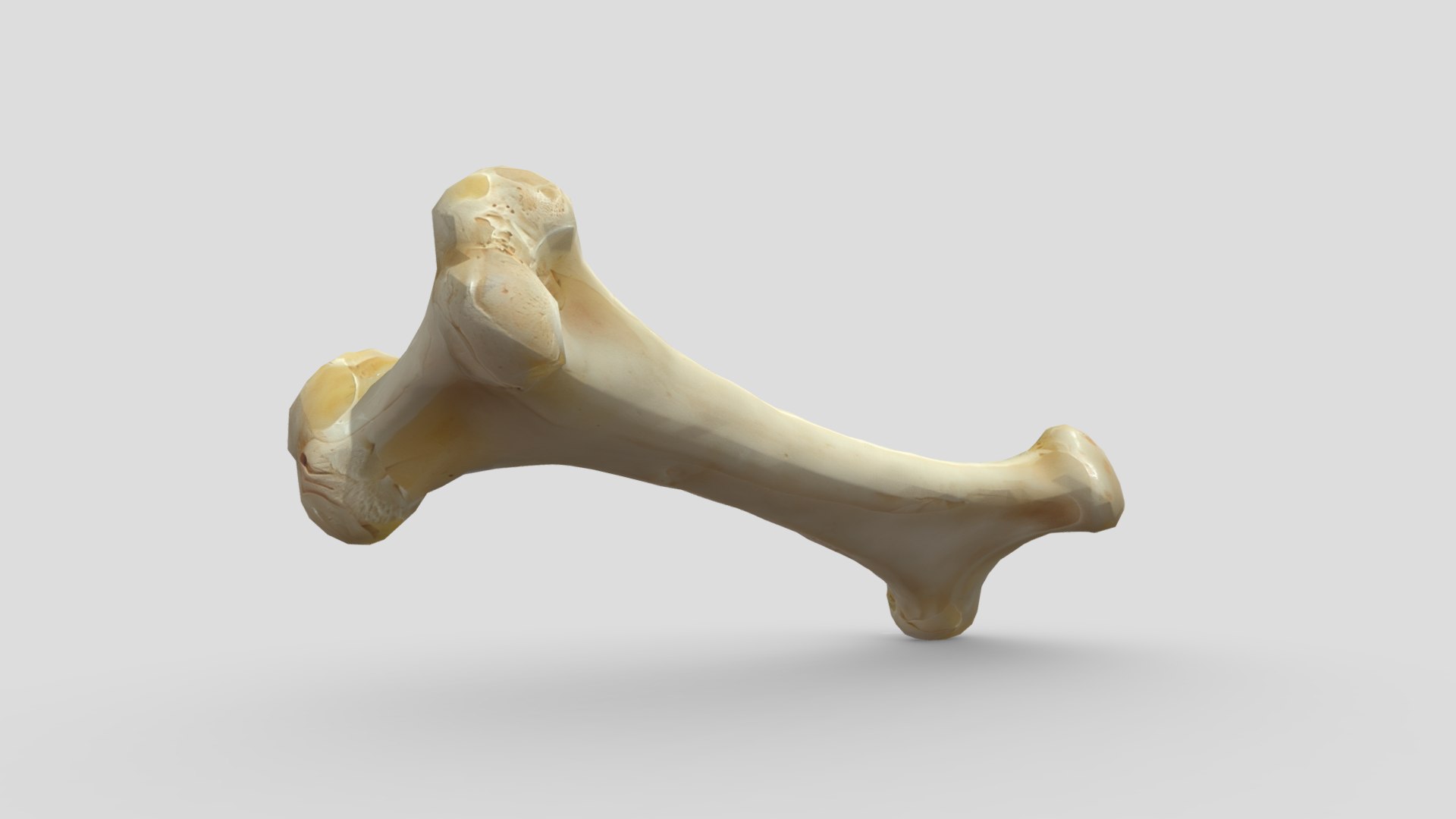 Bone 3D Model - TurboSquid 2252441