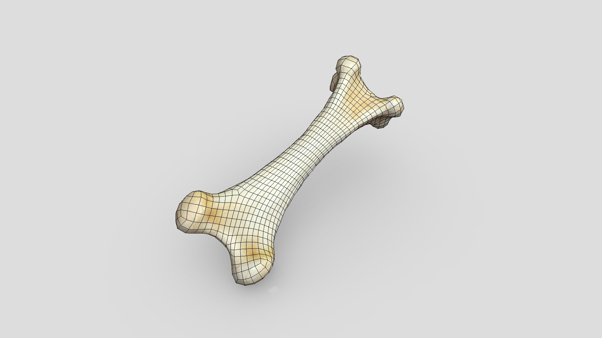 Bone 3D Model - TurboSquid 2252441