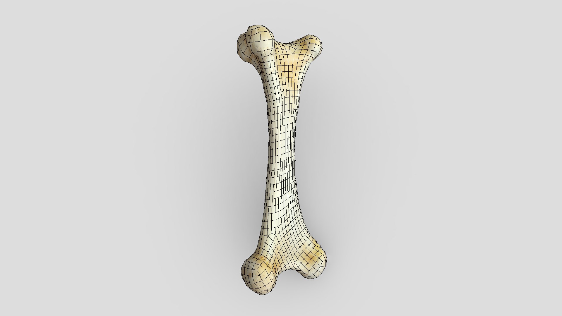 Bone 3D Model - TurboSquid 2252441