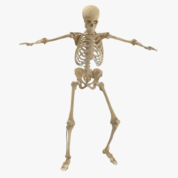Female Skeleton 3D Models for Download | TurboSquid