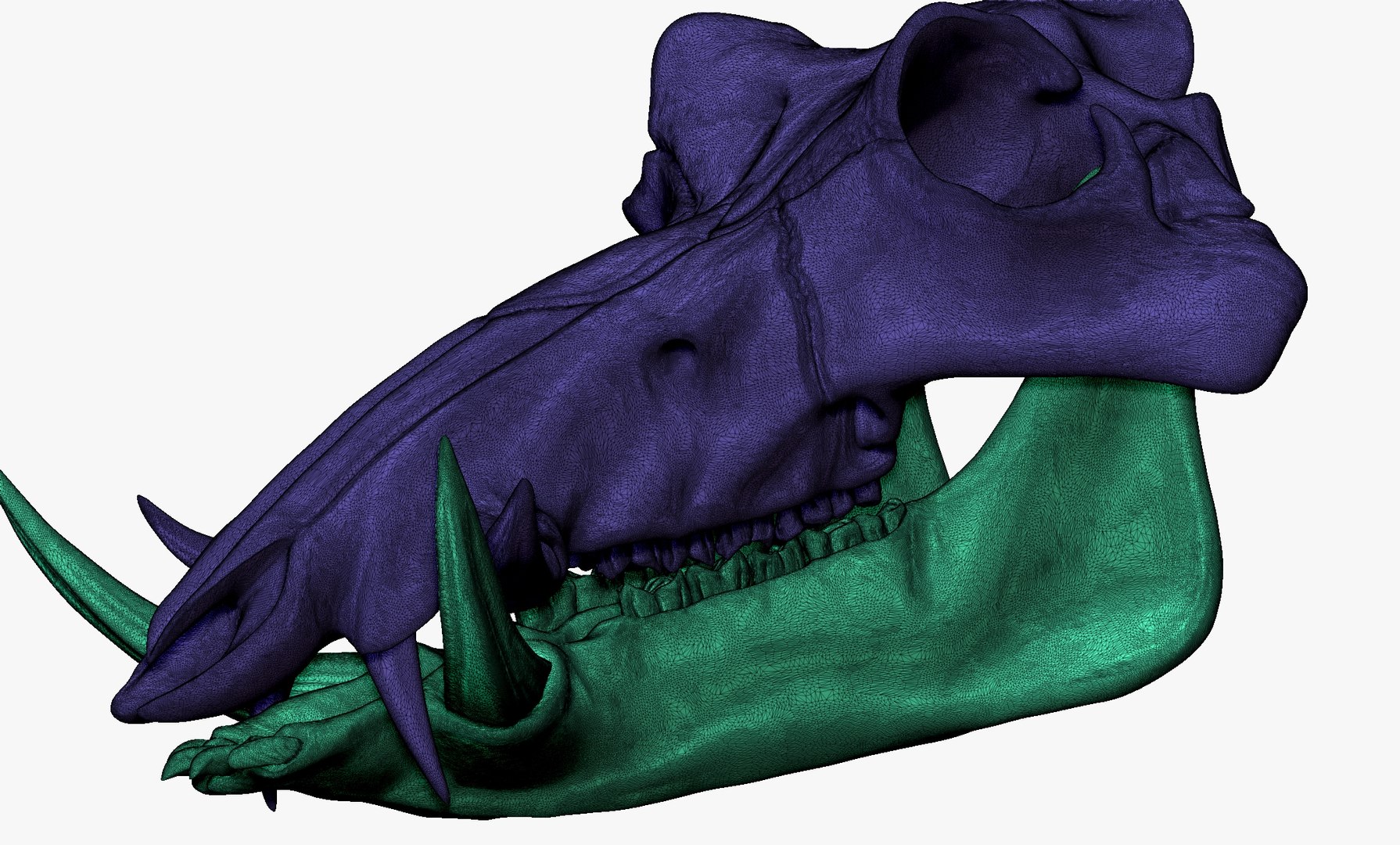 Animals Skulls Vol 1 Model - TurboSquid 2031051