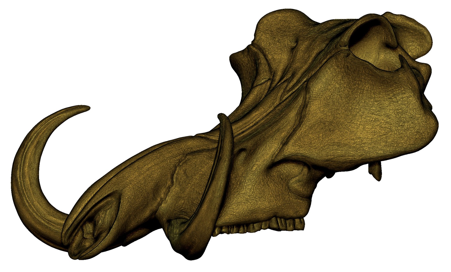 Animals Skulls Vol 1 Model - TurboSquid 2031051