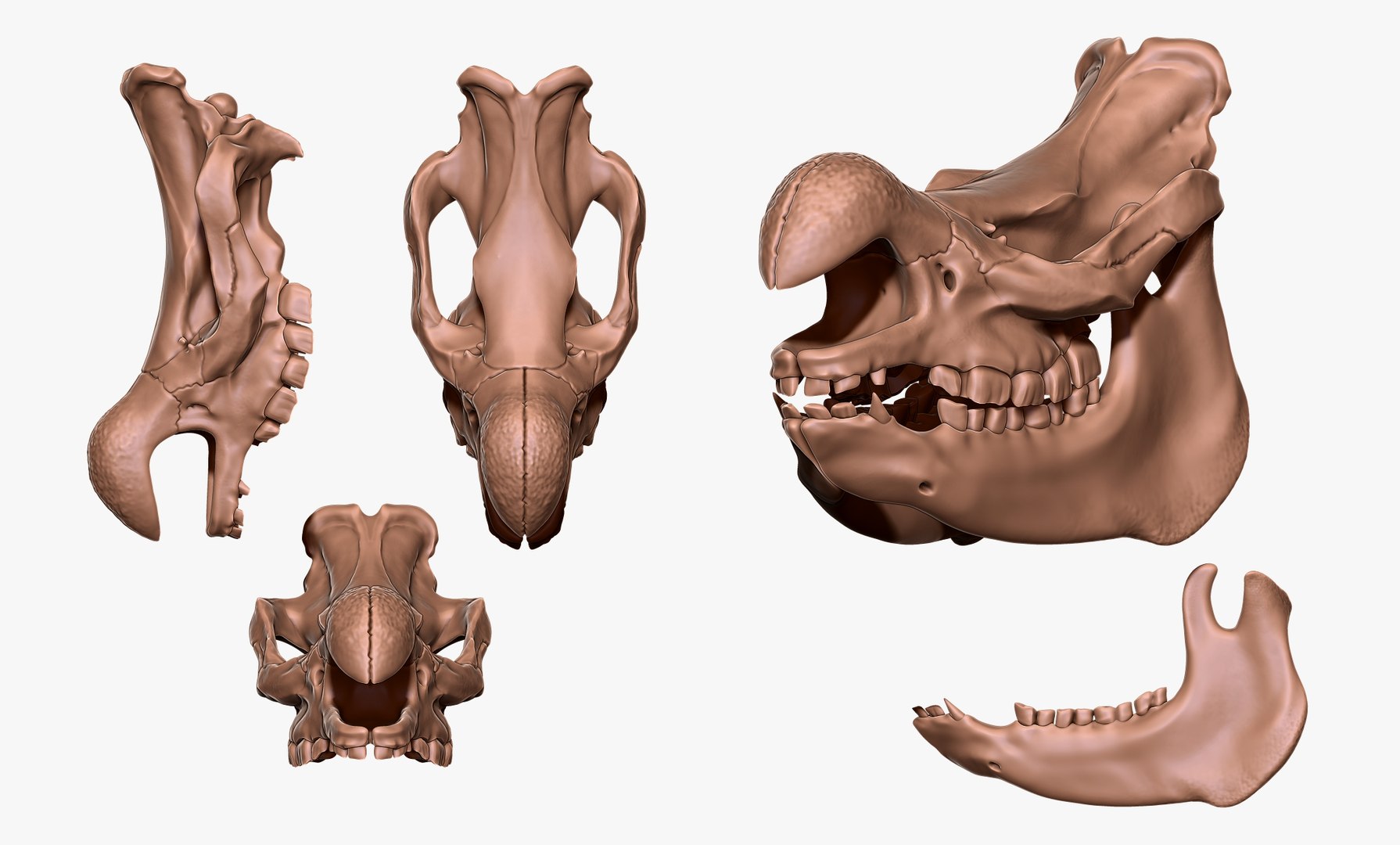 Animals Skulls Vol 1 Model - TurboSquid 2031051