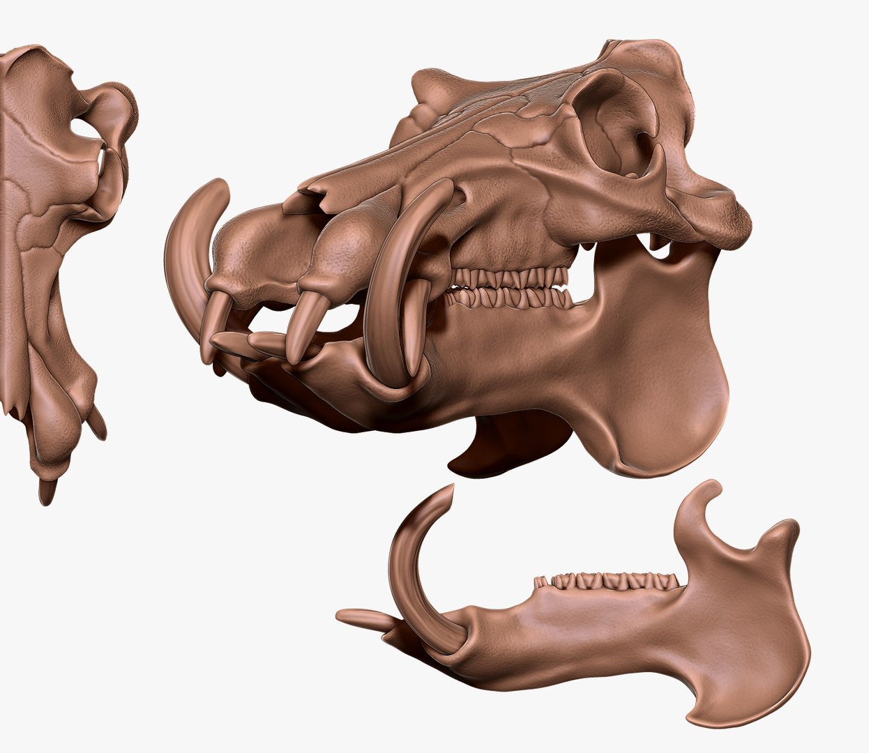Animals Skulls Vol 1 Model - TurboSquid 2031051