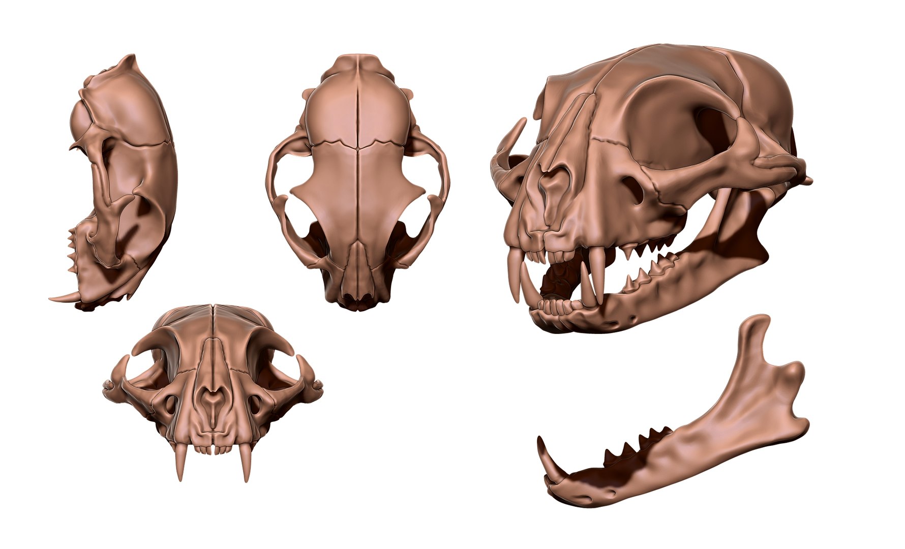 Animals Skulls Vol 1 Model - TurboSquid 2031051