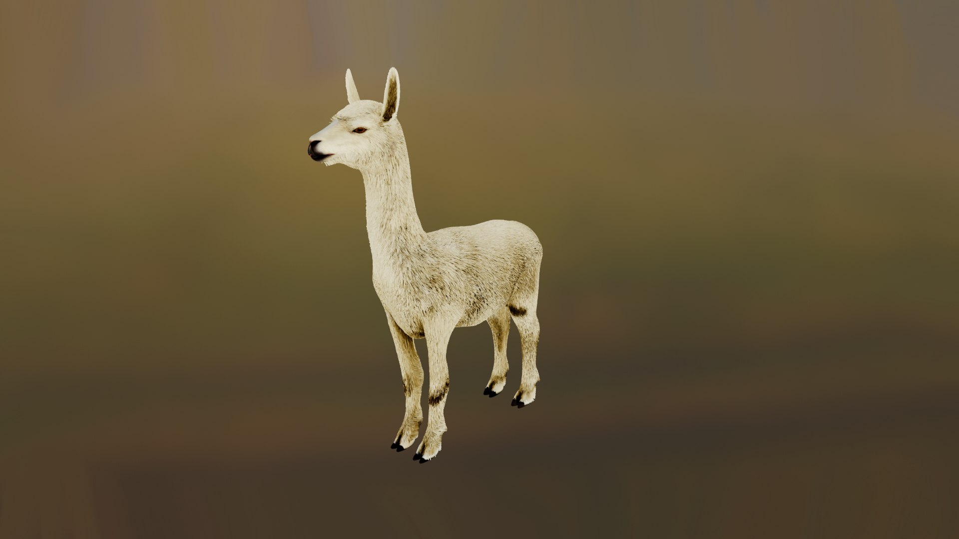 Alpaca 3D Model - TurboSquid 1937140