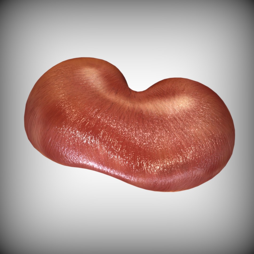 Human Diaphragm 3D Model - TurboSquid 1521160