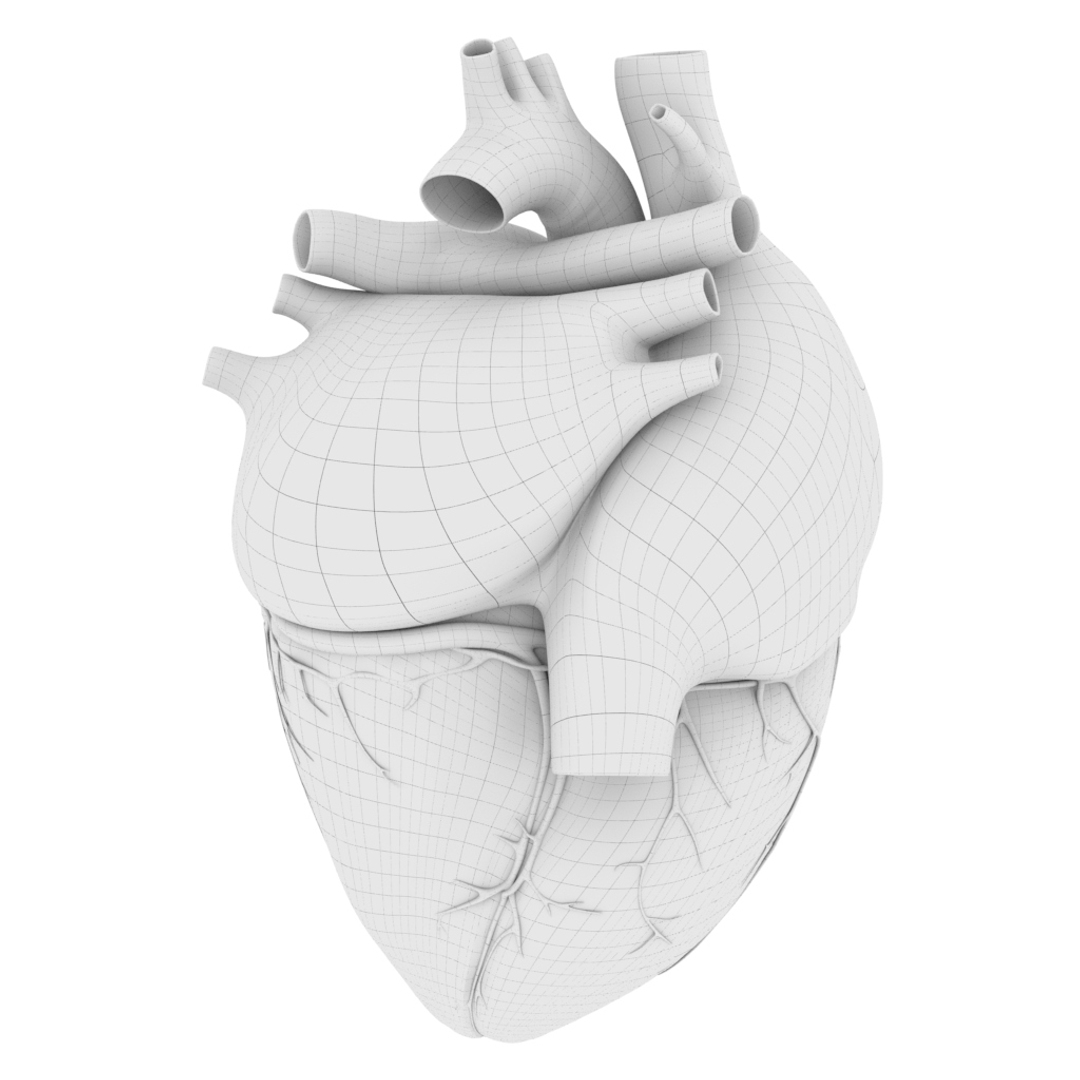 3D human heart - TurboSquid 1361659