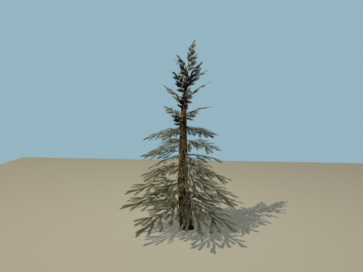 Pine Tree 3d Model