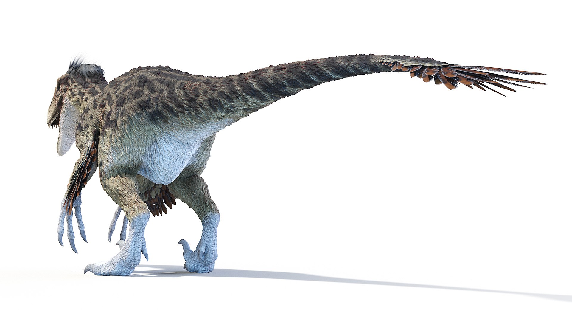 3D Utahraptor Feather Model - TurboSquid 1703037