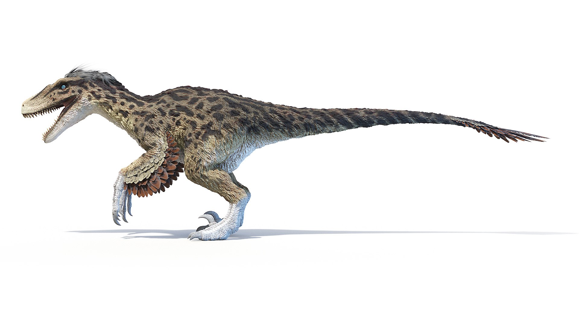 3D Utahraptor Feather Model - TurboSquid 1703037