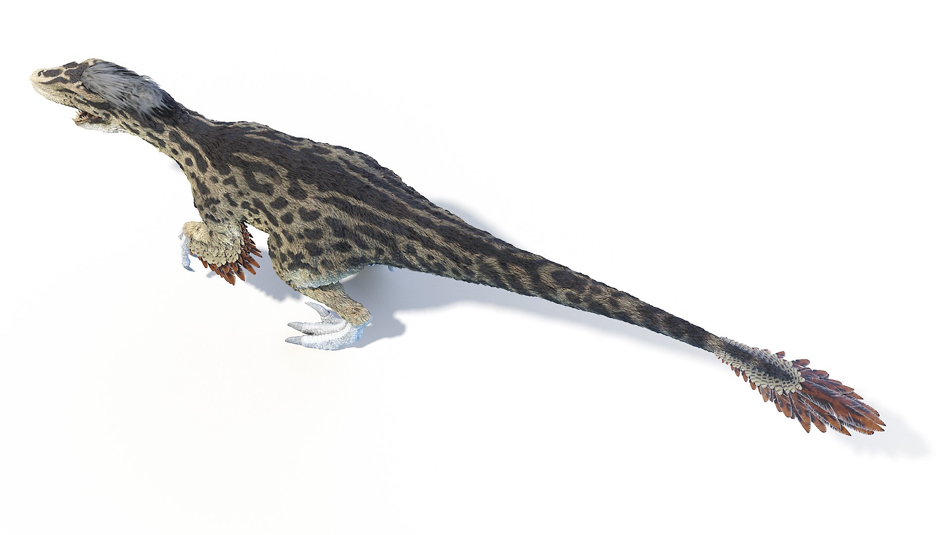 3D Utahraptor Feather Model - TurboSquid 1703037