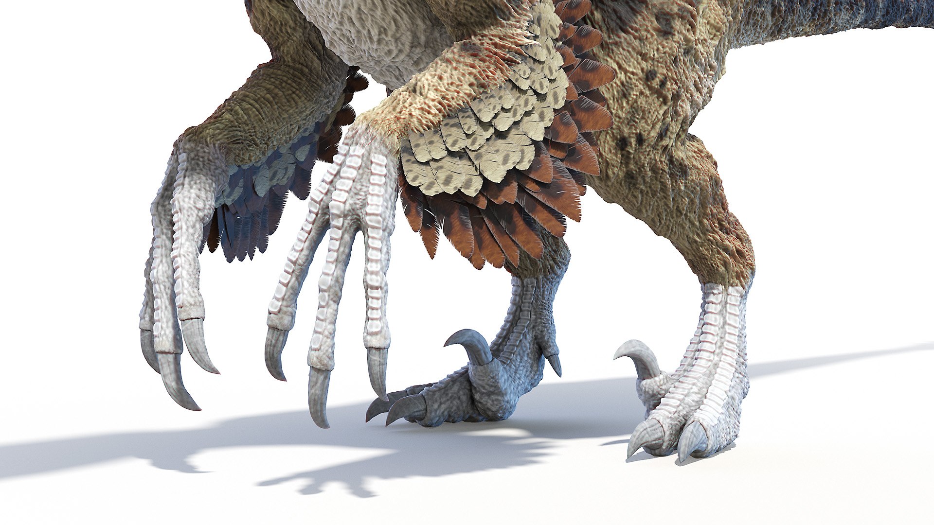 3D Utahraptor Feather Model - TurboSquid 1703037