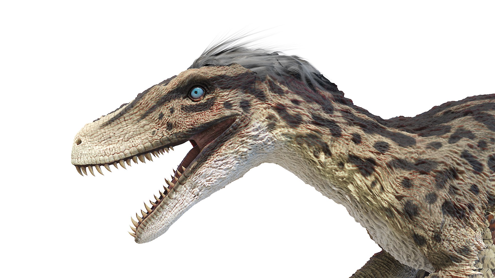 3D Utahraptor Feather Model - TurboSquid 1703037