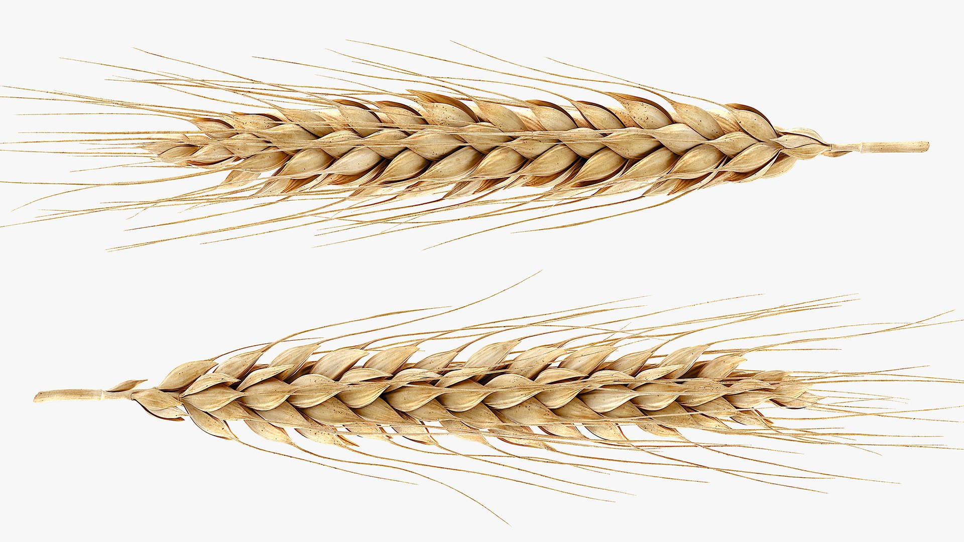Wheat 3D Model - TurboSquid 1702391