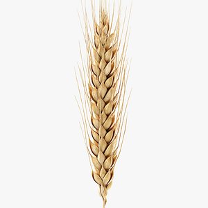 wheat sketchfab
