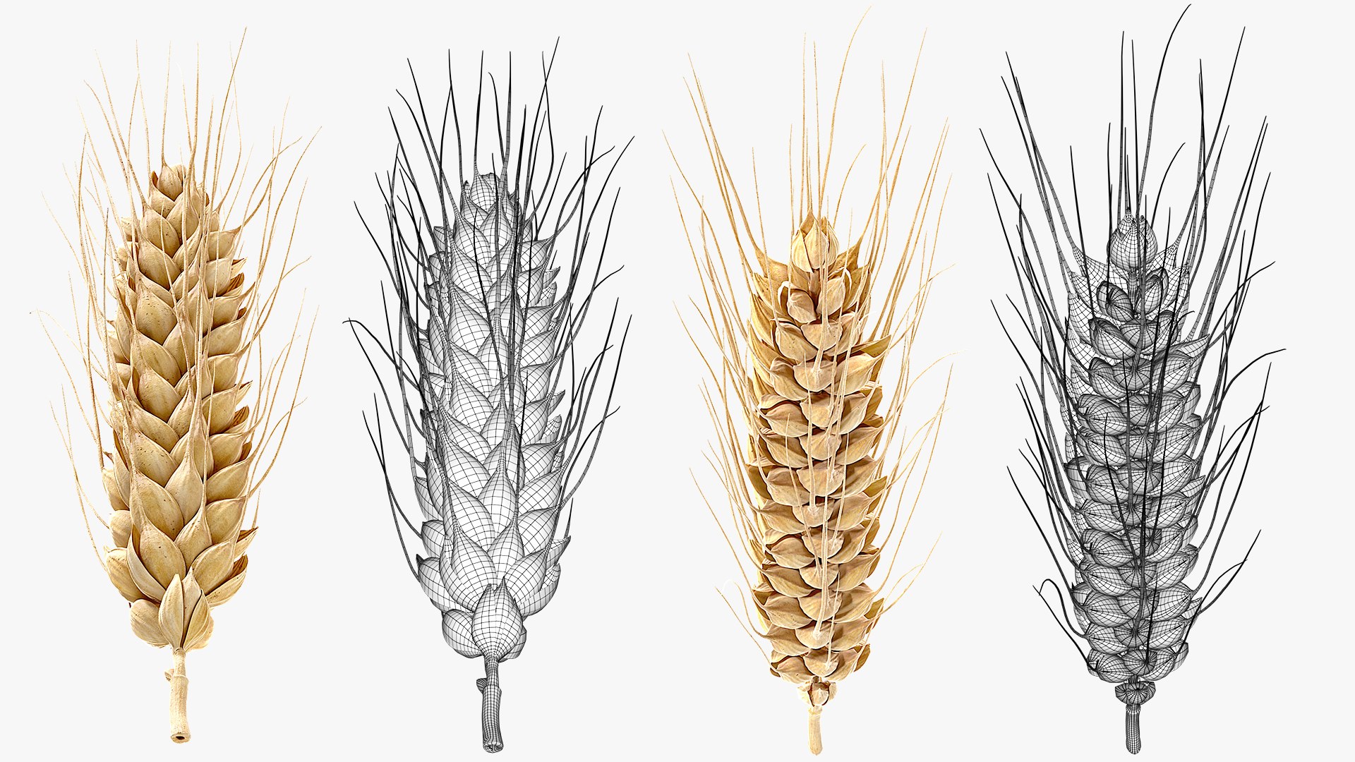 Wheat 3D Model - TurboSquid 1702391