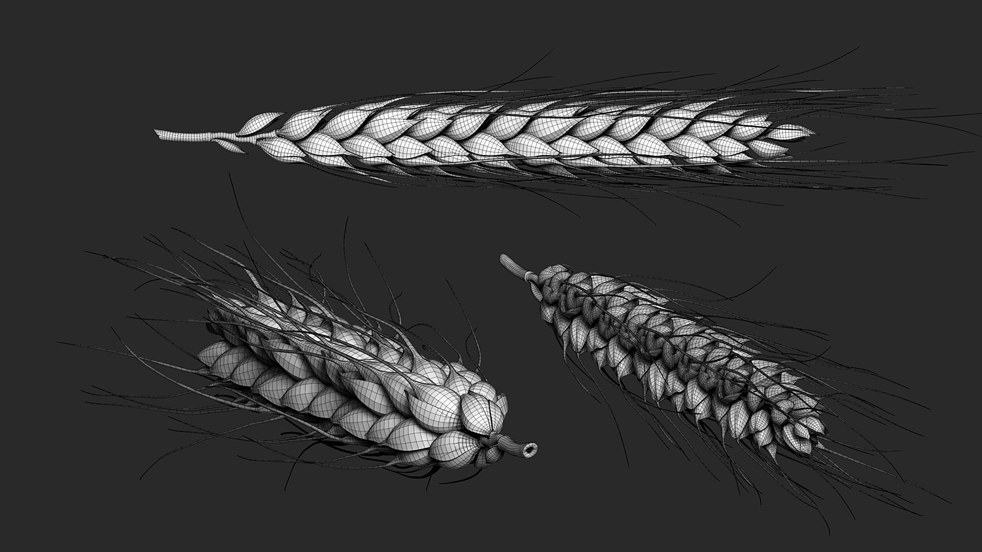 Wheat 3D Model - TurboSquid 1702391