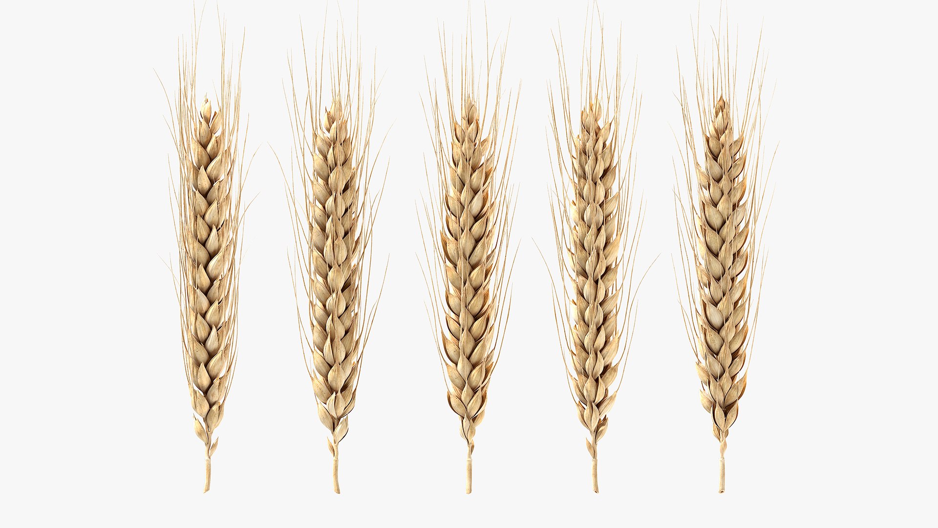 Wheat 3D Model - TurboSquid 1702391