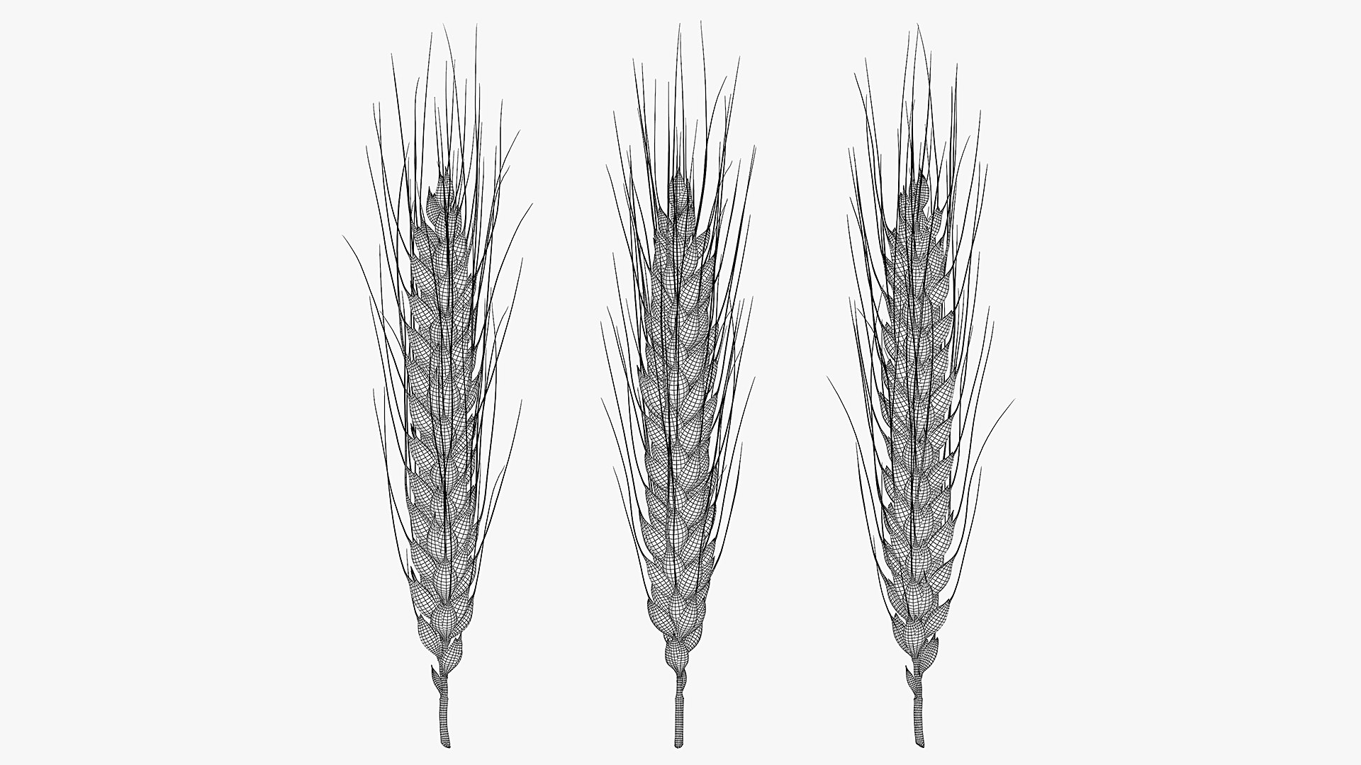 Wheat 3D Model - TurboSquid 1702391
