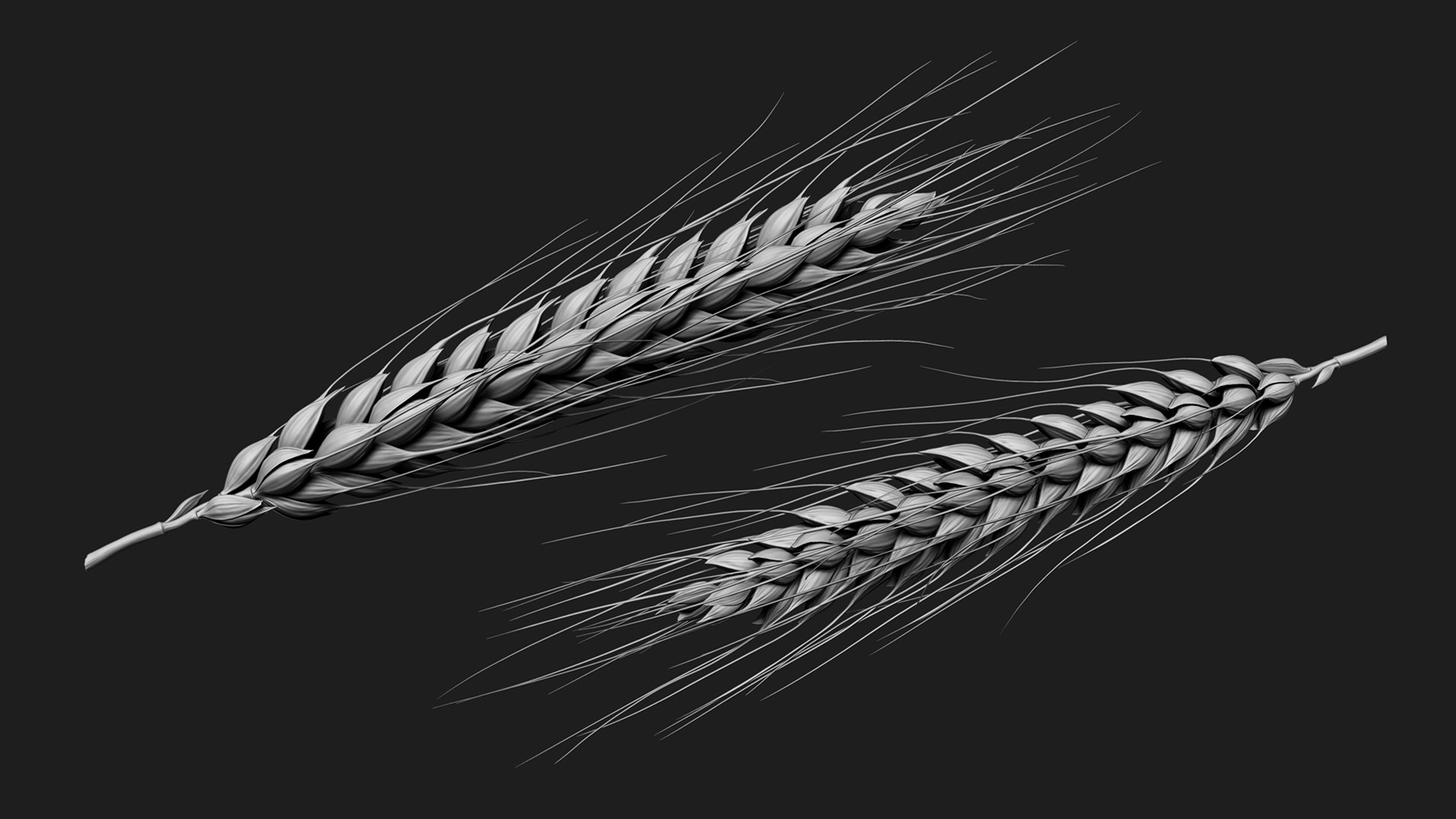 Wheat 3D Model - TurboSquid 1702391