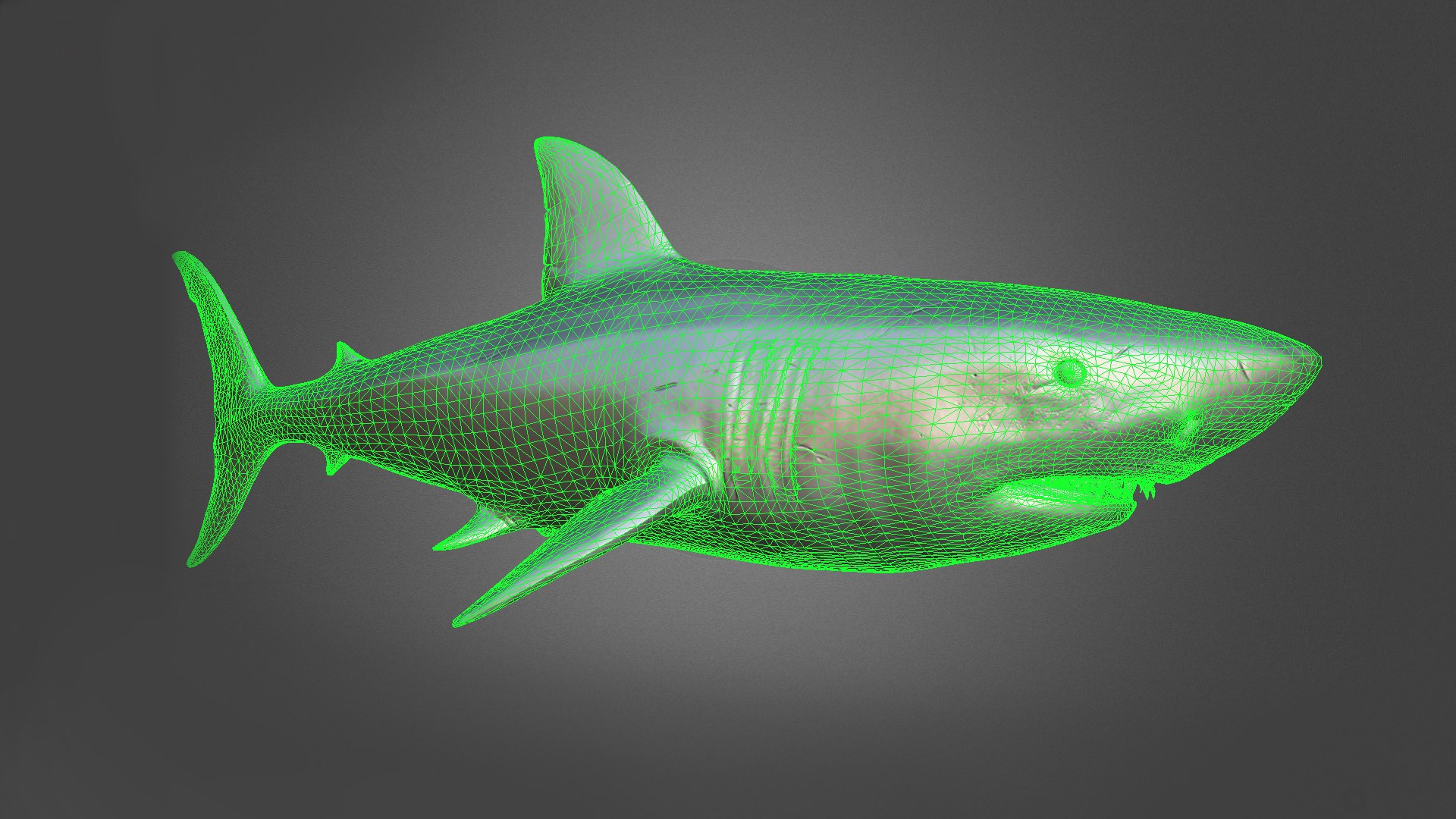 Shark Animation 3D model - TurboSquid 2153602