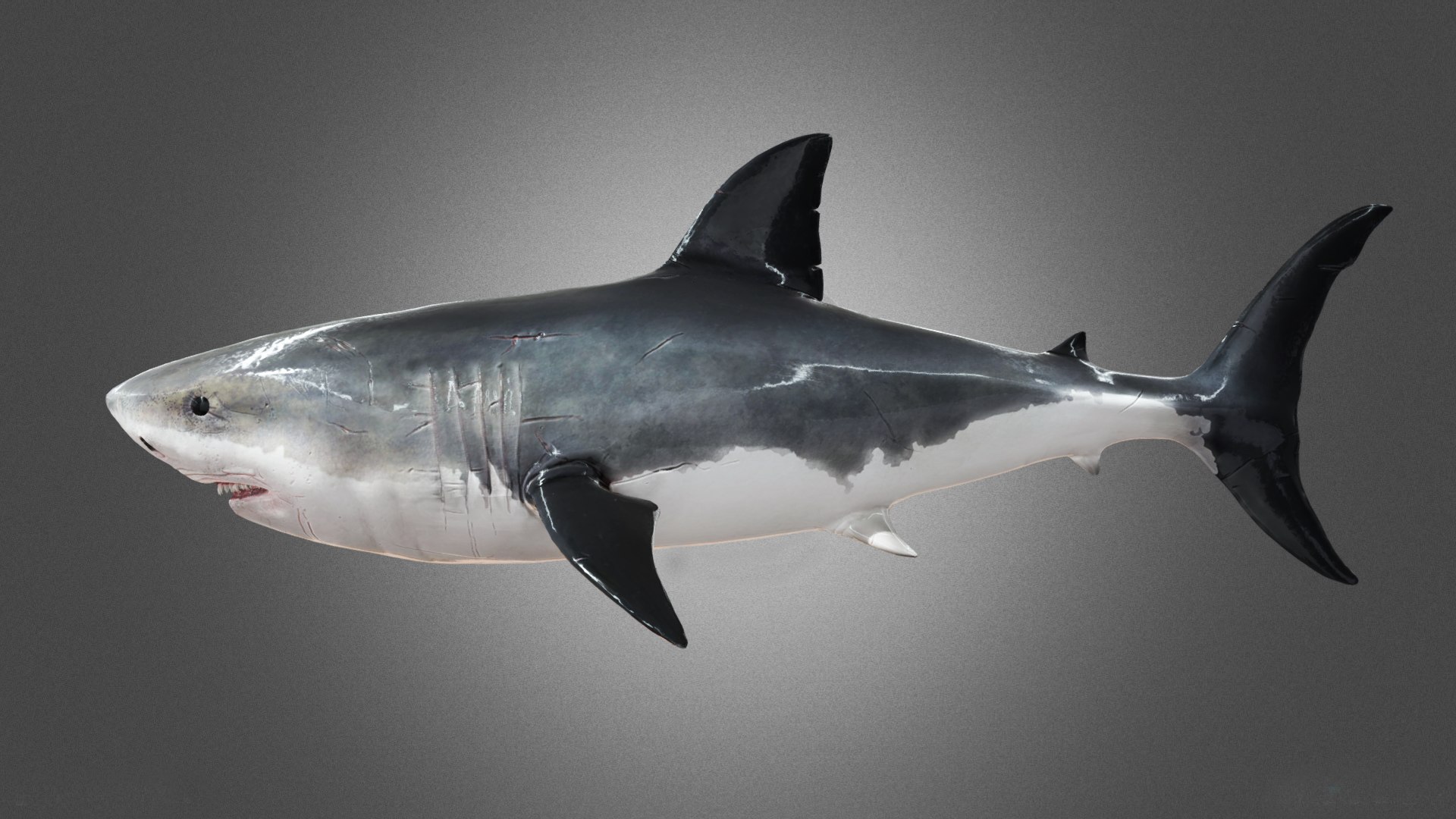 Shark Animation 3D model - TurboSquid 2153602