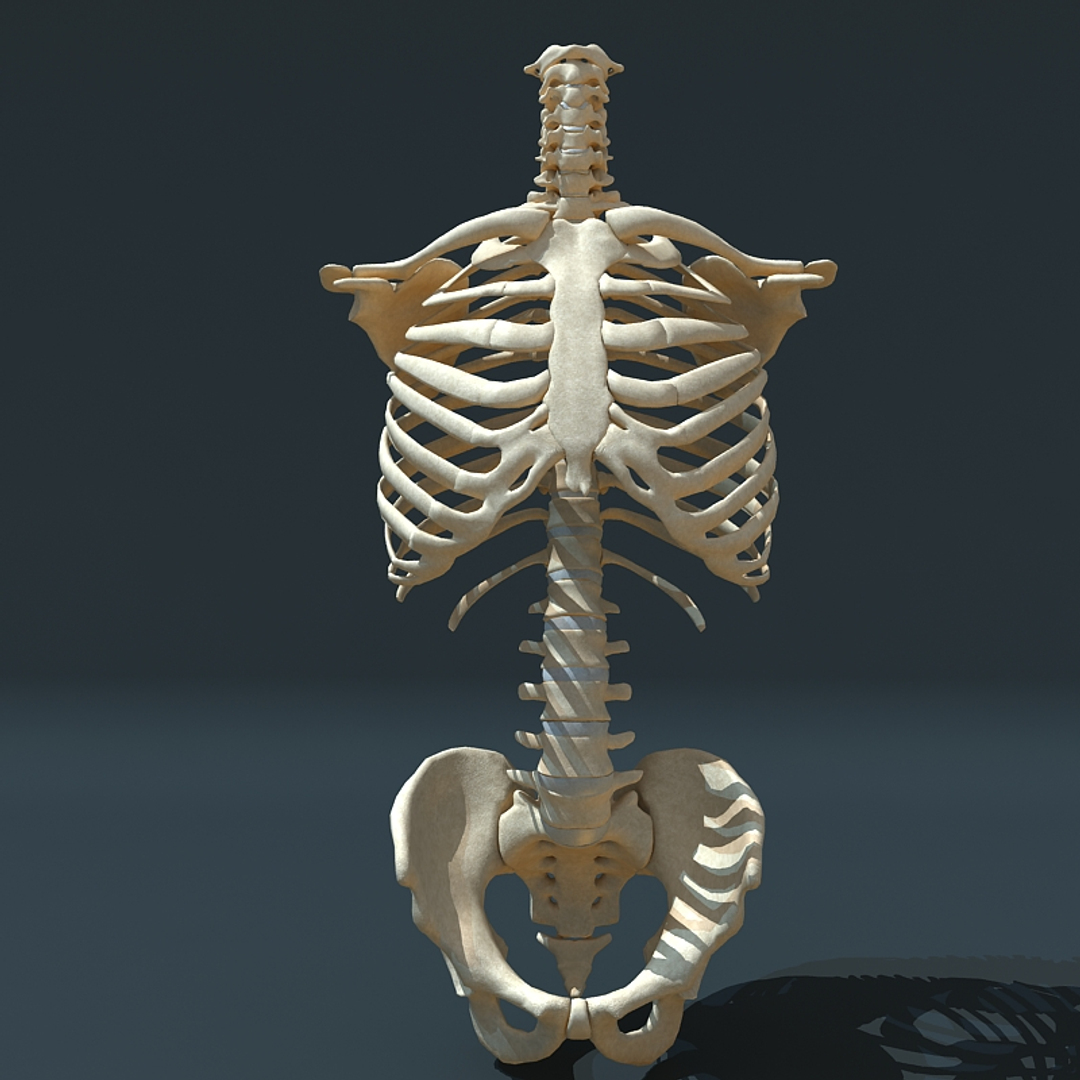 torso skeleton 3d 3ds