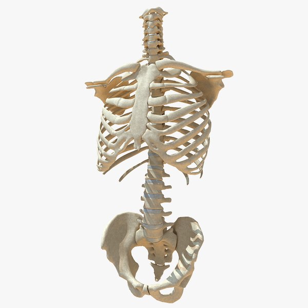 torso skeleton 3d 3ds