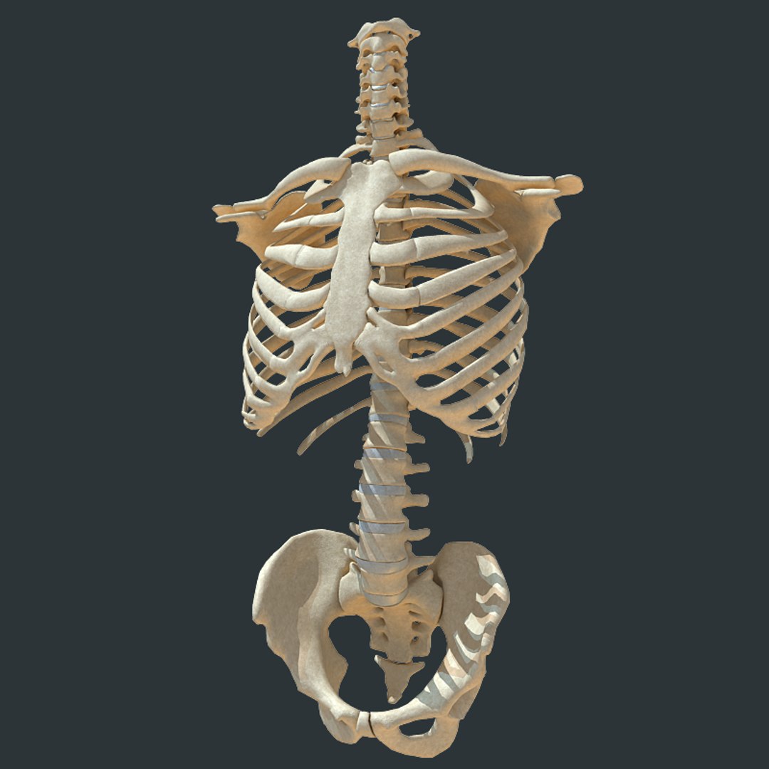 Torso Skeleton 3d 3ds