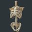 Torso Skeleton 3d 3ds