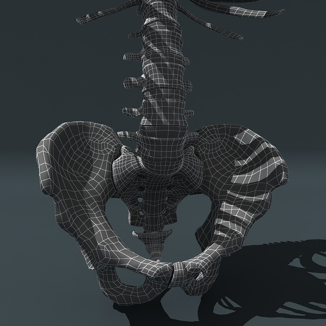 Torso Skeleton 3d 3ds
