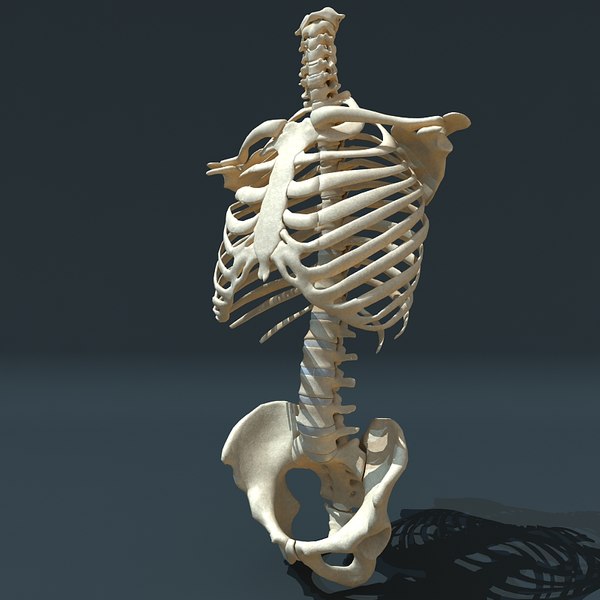 torso skeleton 3d 3ds