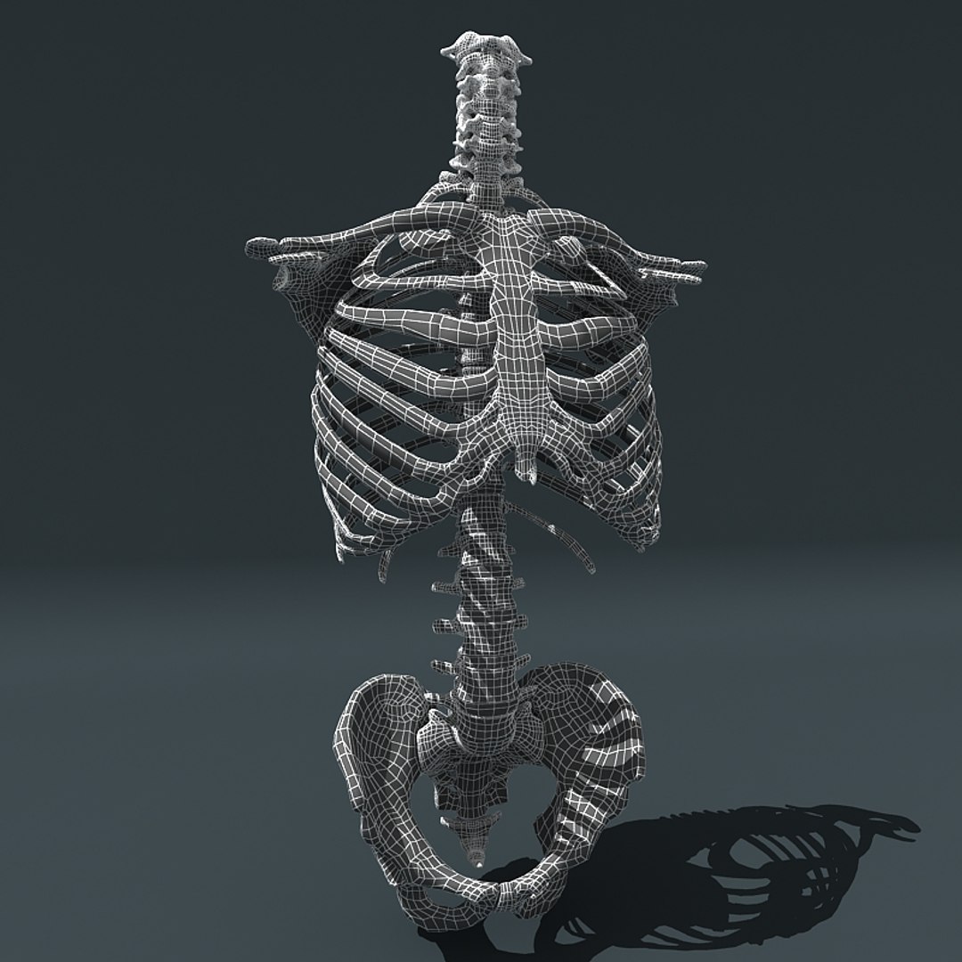 Torso Skeleton 3d 3ds