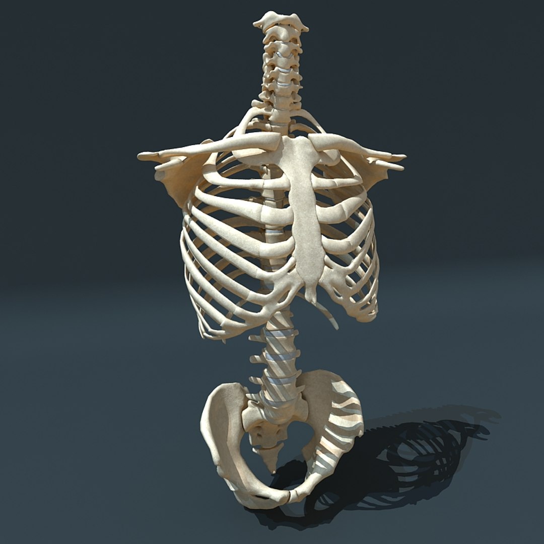 Torso Skeleton 3d 3ds