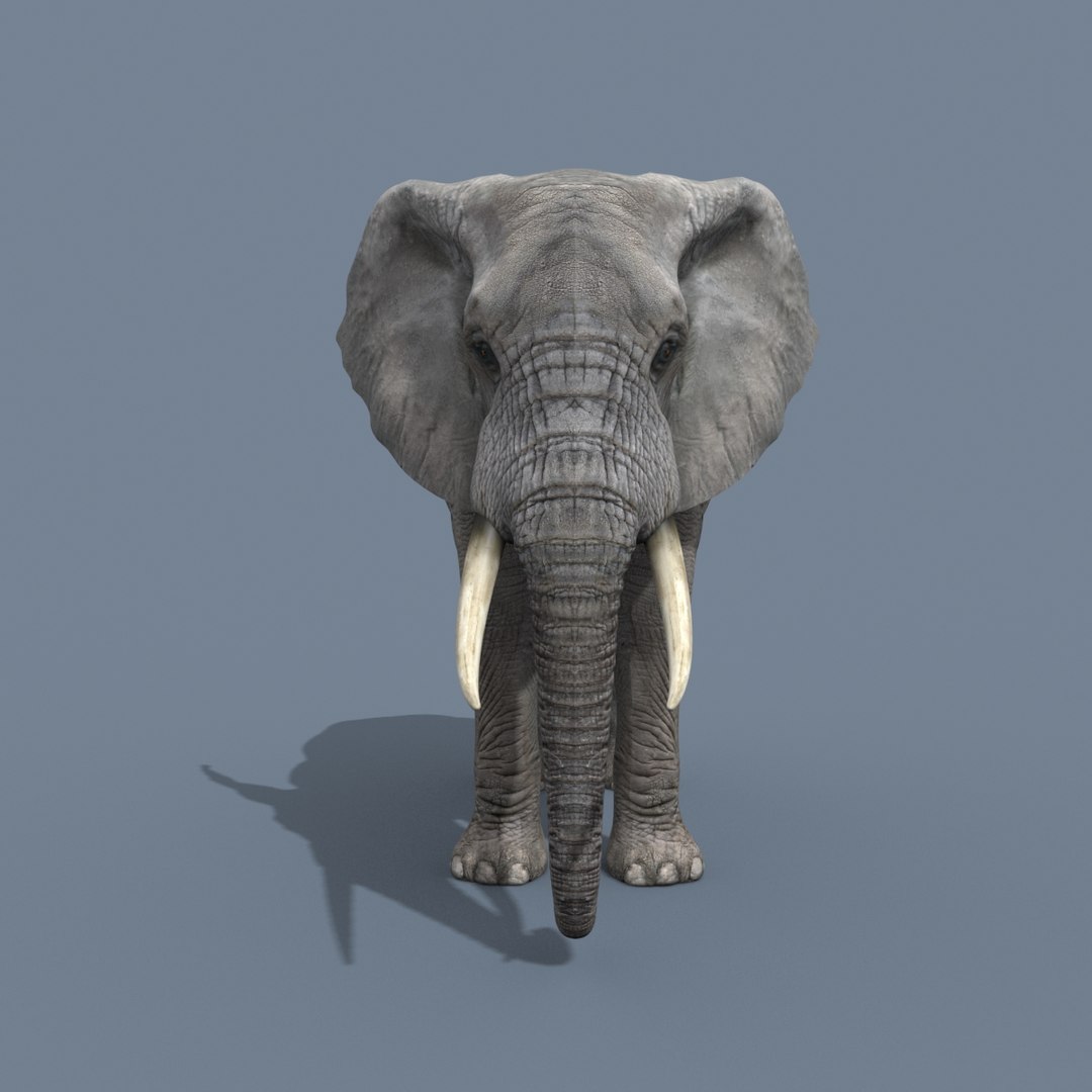 PRO Elephant 4K Animated - 2022 Upgrade 3D - TurboSquid 1945707