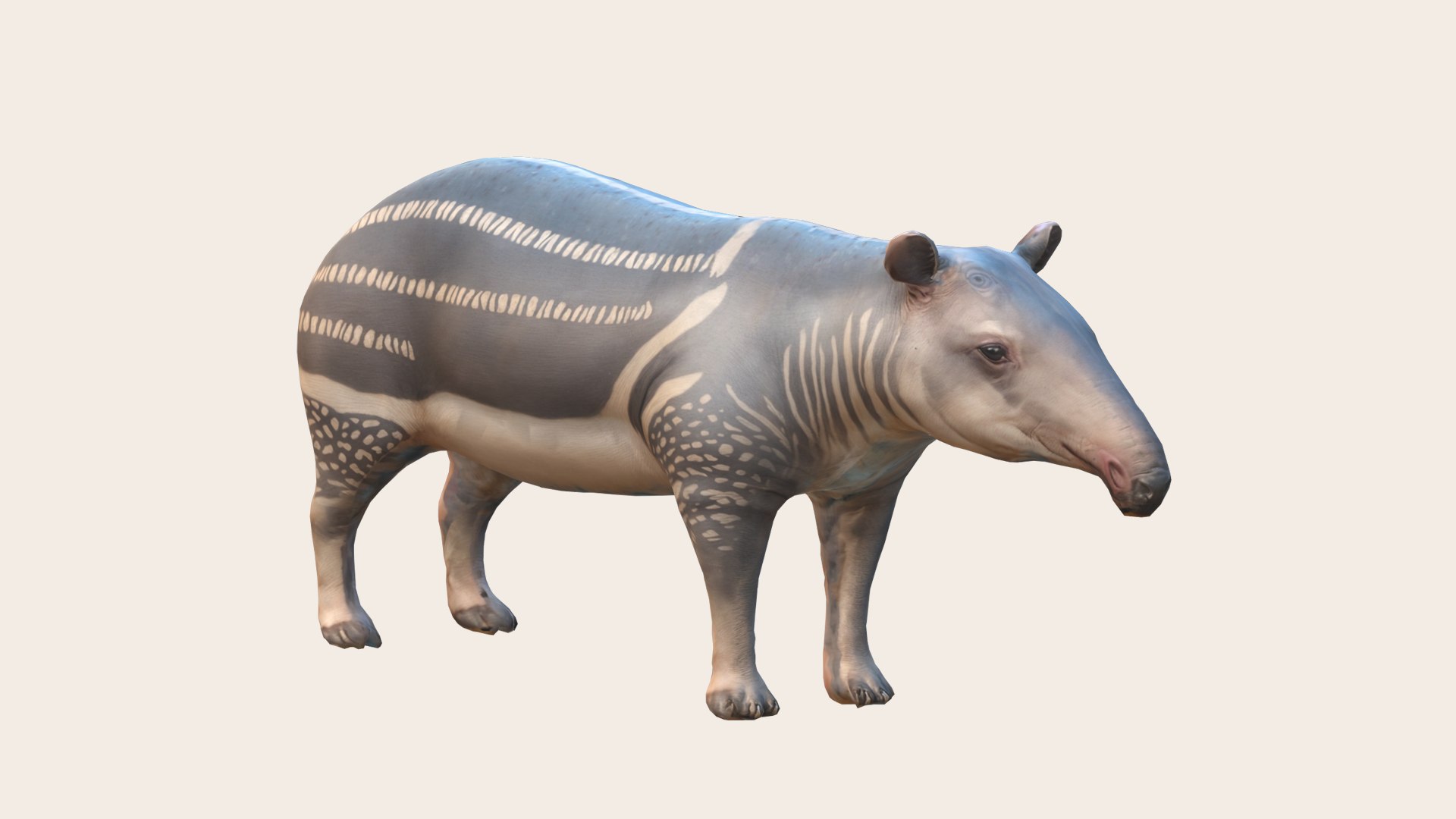Tapir 3D Model - TurboSquid 2268420
