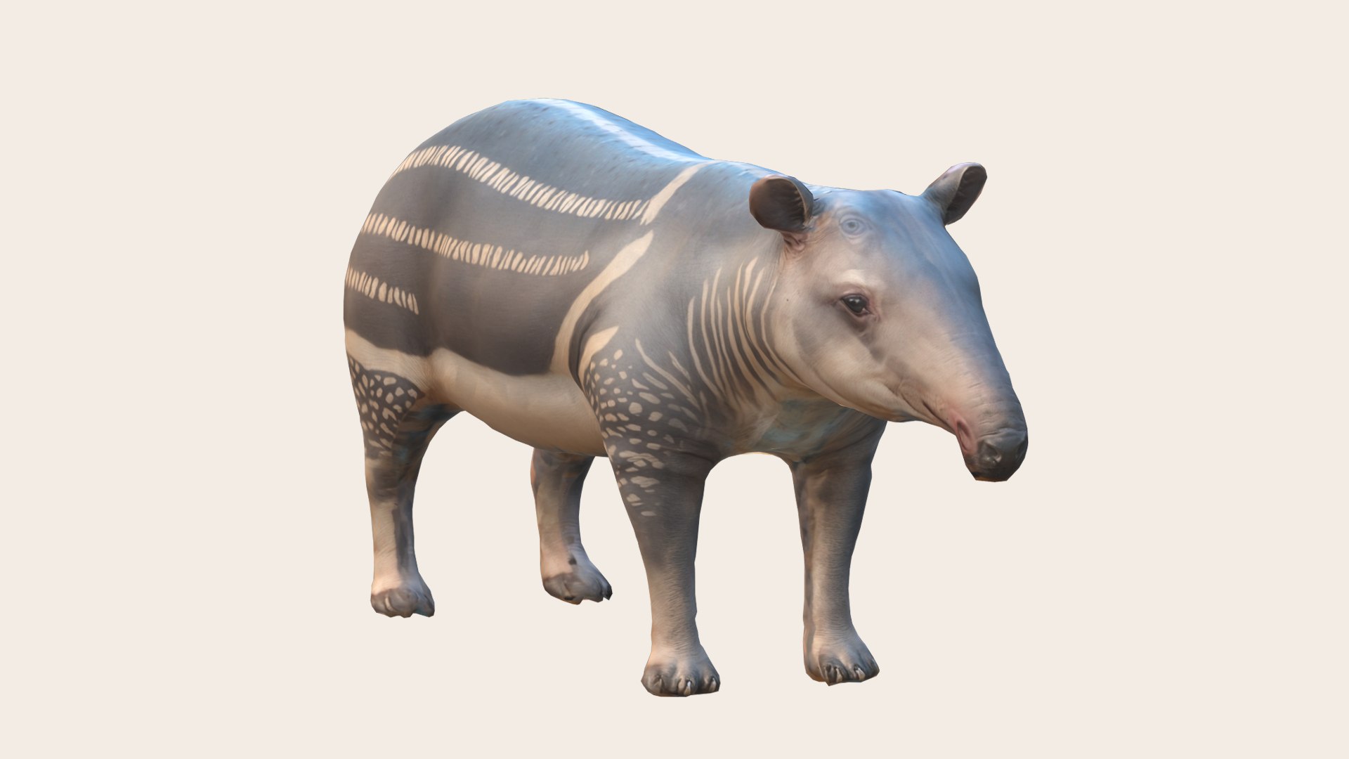 Tapir 3D Model - TurboSquid 2268420