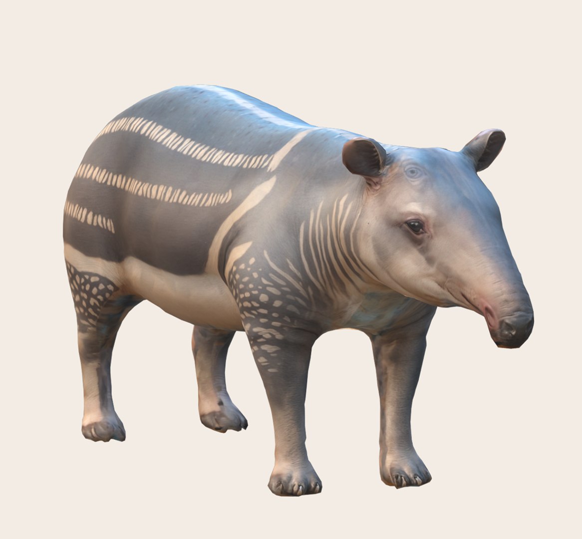 Tapir 3D Model - TurboSquid 2268420