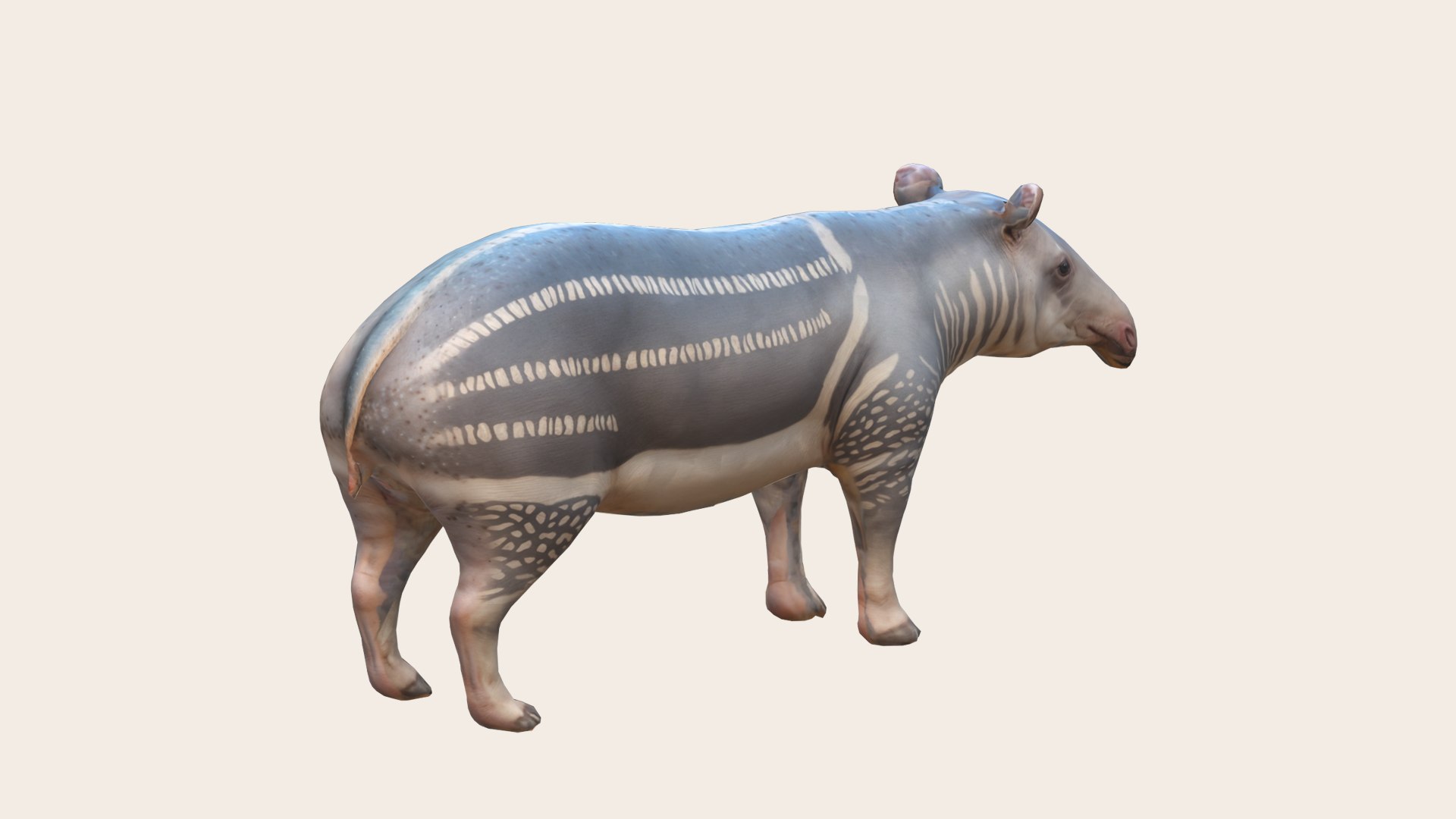 Tapir 3D Model - TurboSquid 2268420
