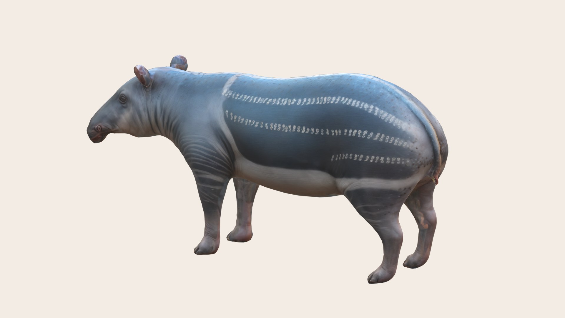 Tapir 3D Model - TurboSquid 2268420