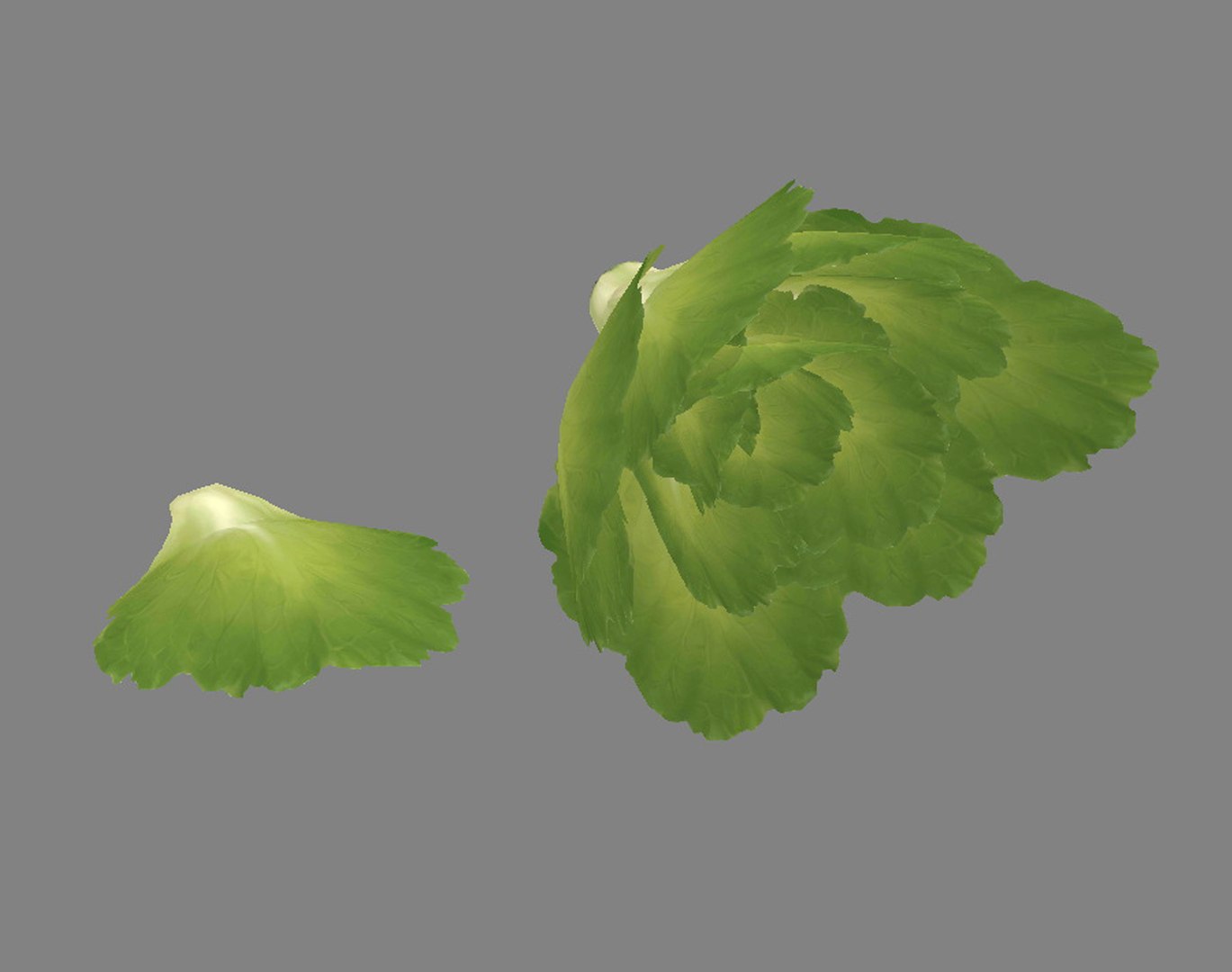 lettuce texture 3d